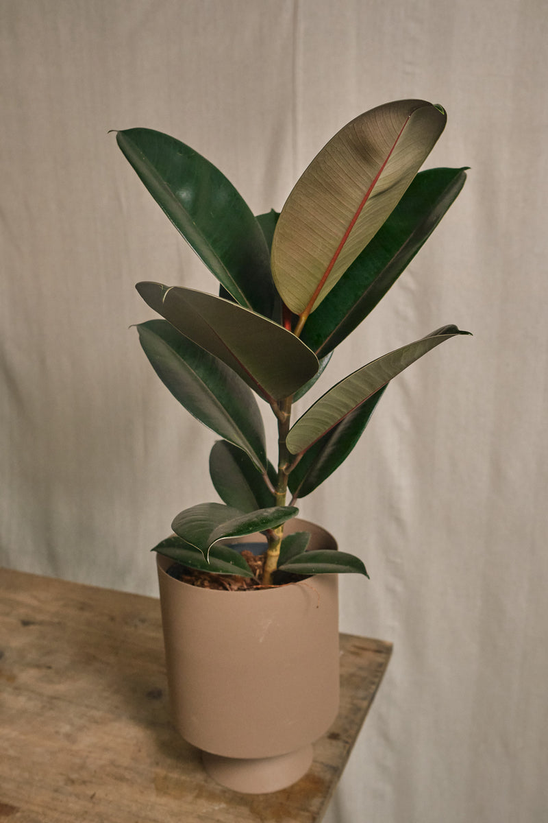 Ficus Elastica Abidjan – Forest